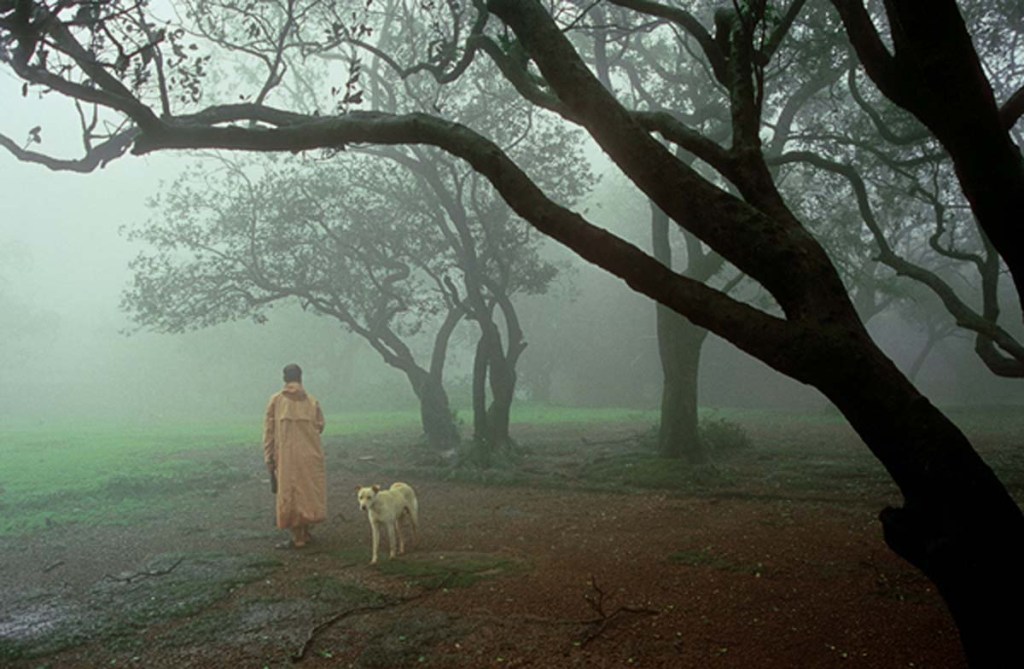 NATURE and What We Humans Can Learn From the Inner Life Of Trees ...