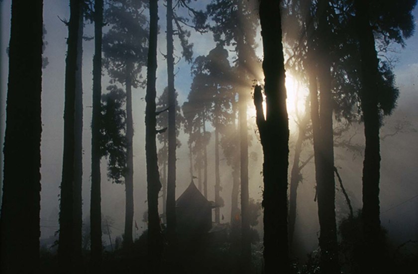 NATURE and What We Humans Can Learn From the Inner Life Of Trees ...