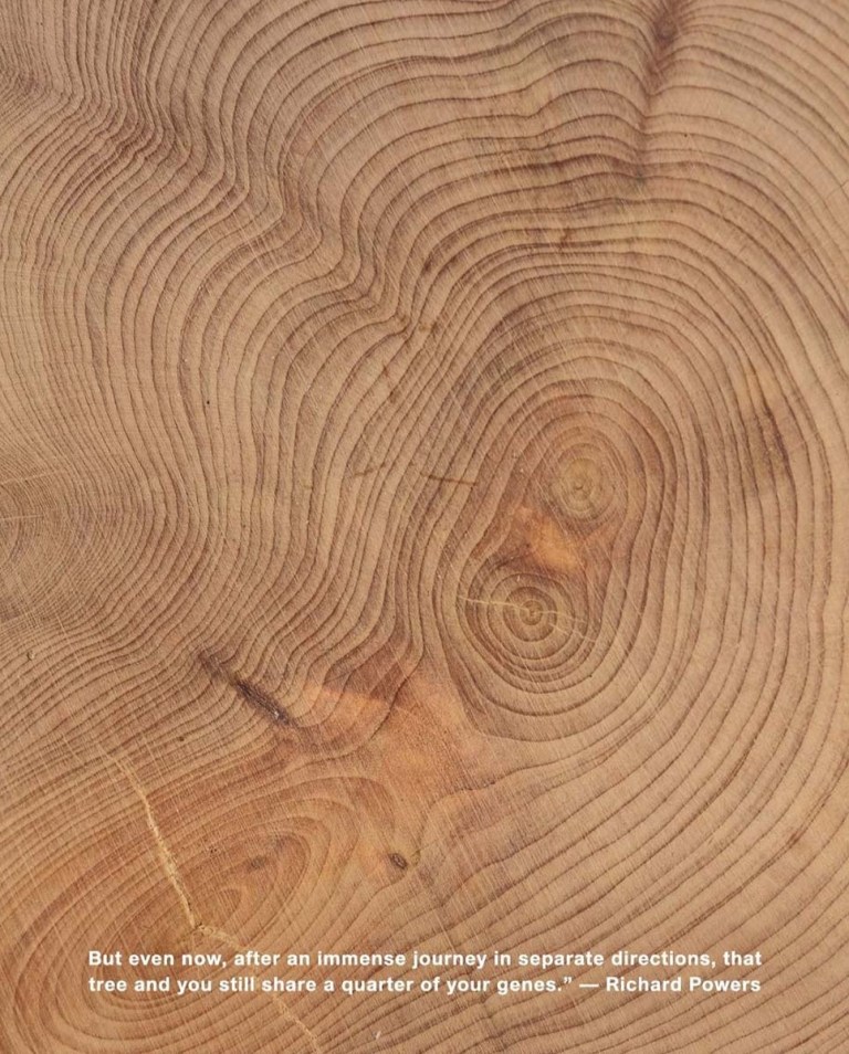 NATURE and What We Humans Can Learn From the Inner Life Of Trees ...